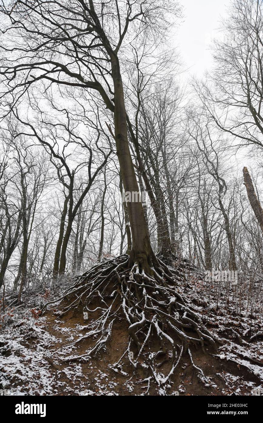 A tree with a lot of visible roots on the slope Stock Photo - Alamy