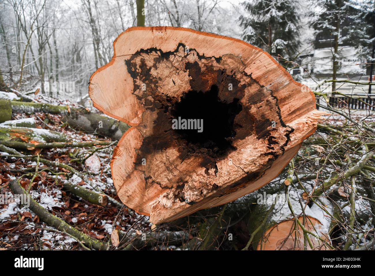 The trunk of a sick and felled tree in the forest, the interior of the ...