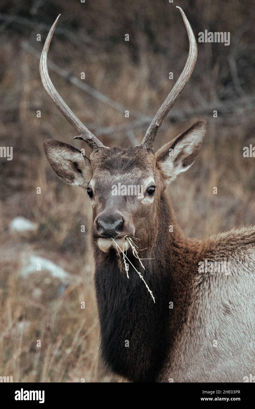 Chewing vegetation hi-res stock photography and images - Alamy