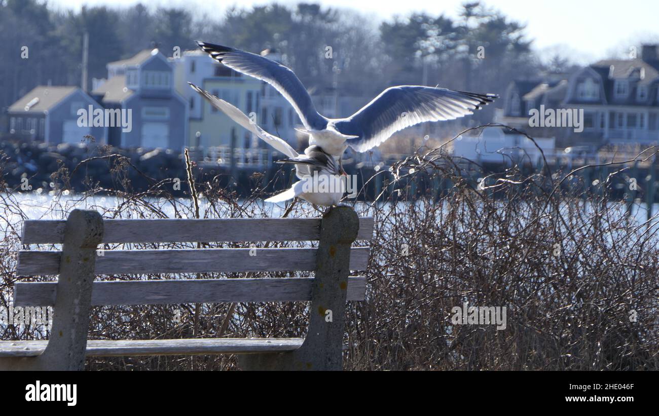 Flying birds over flower hi-res stock photography and images - Alamy