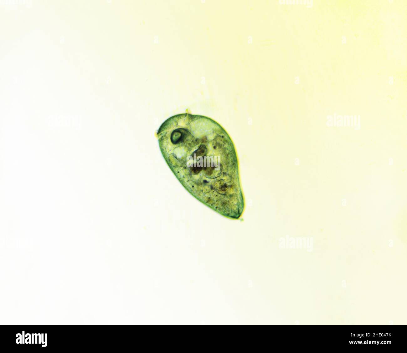 Stentorin hi-res stock photography and images - Alamy