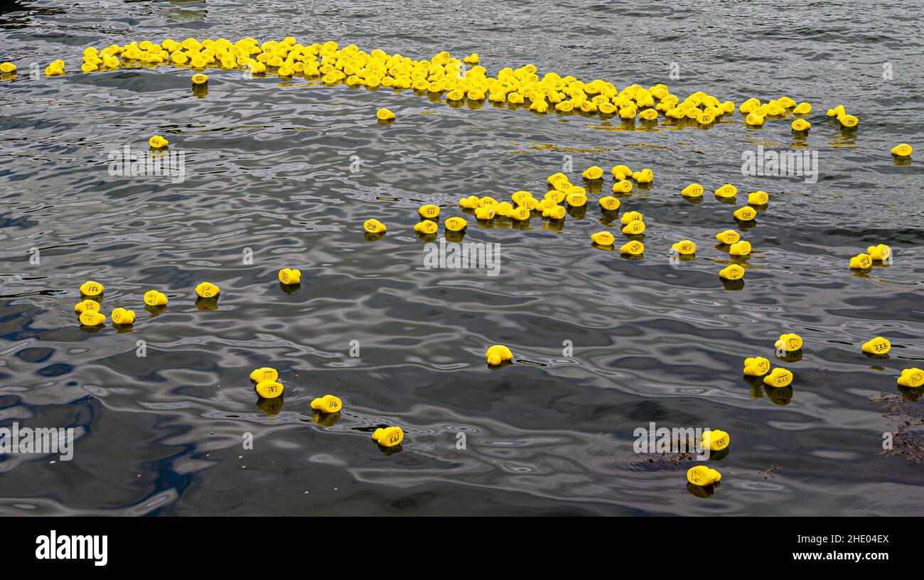 Flotilla of yellow plastic ducks in duck race Stock Photo - Alamy
