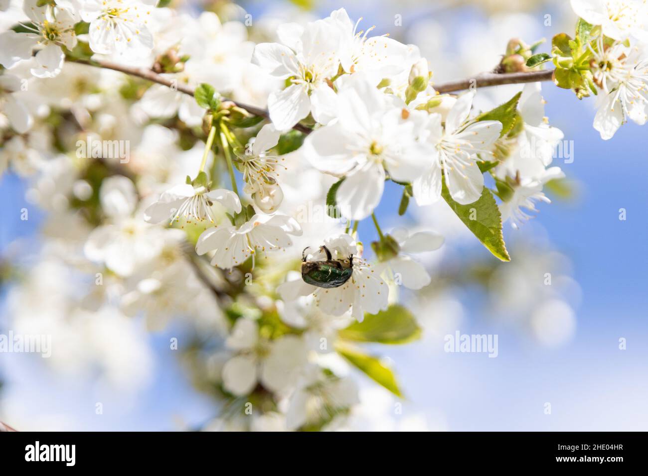 A bee collects pollen in flowers of a old sour cherry tree Stock Photo ...