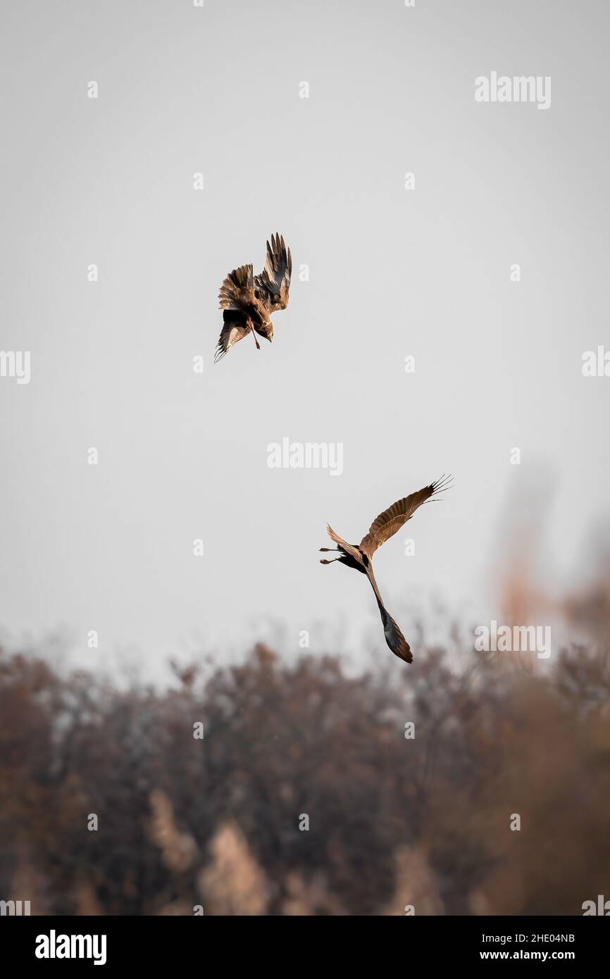 Vertical shot of two birds on a flight on a blurred backgroun Stock ...