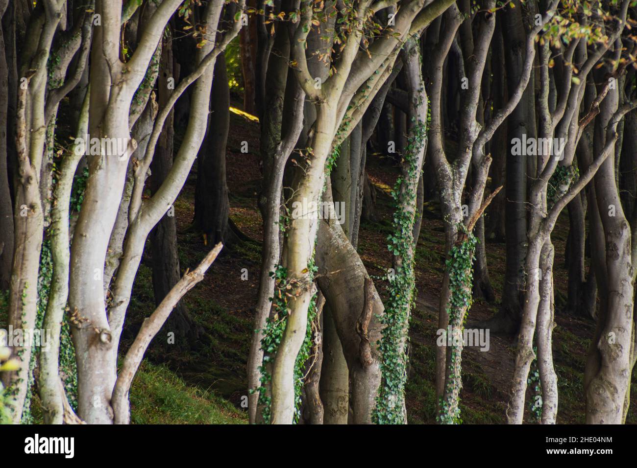 Slim trees hi-res stock photography and images - Alamy