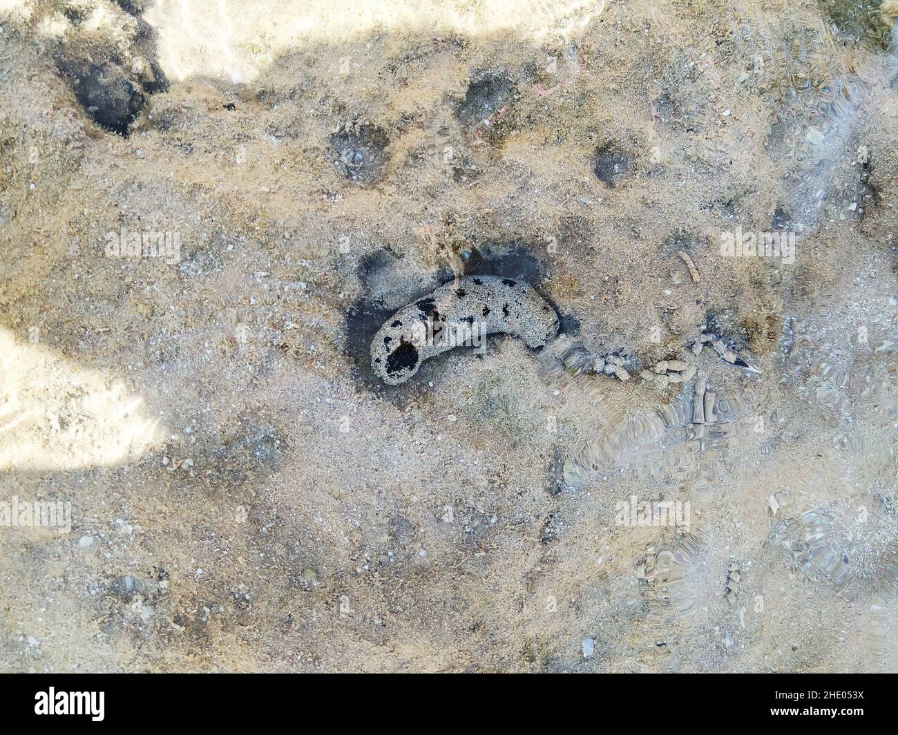 Coral reefs on bottom hi-res stock photography and images - Alamy