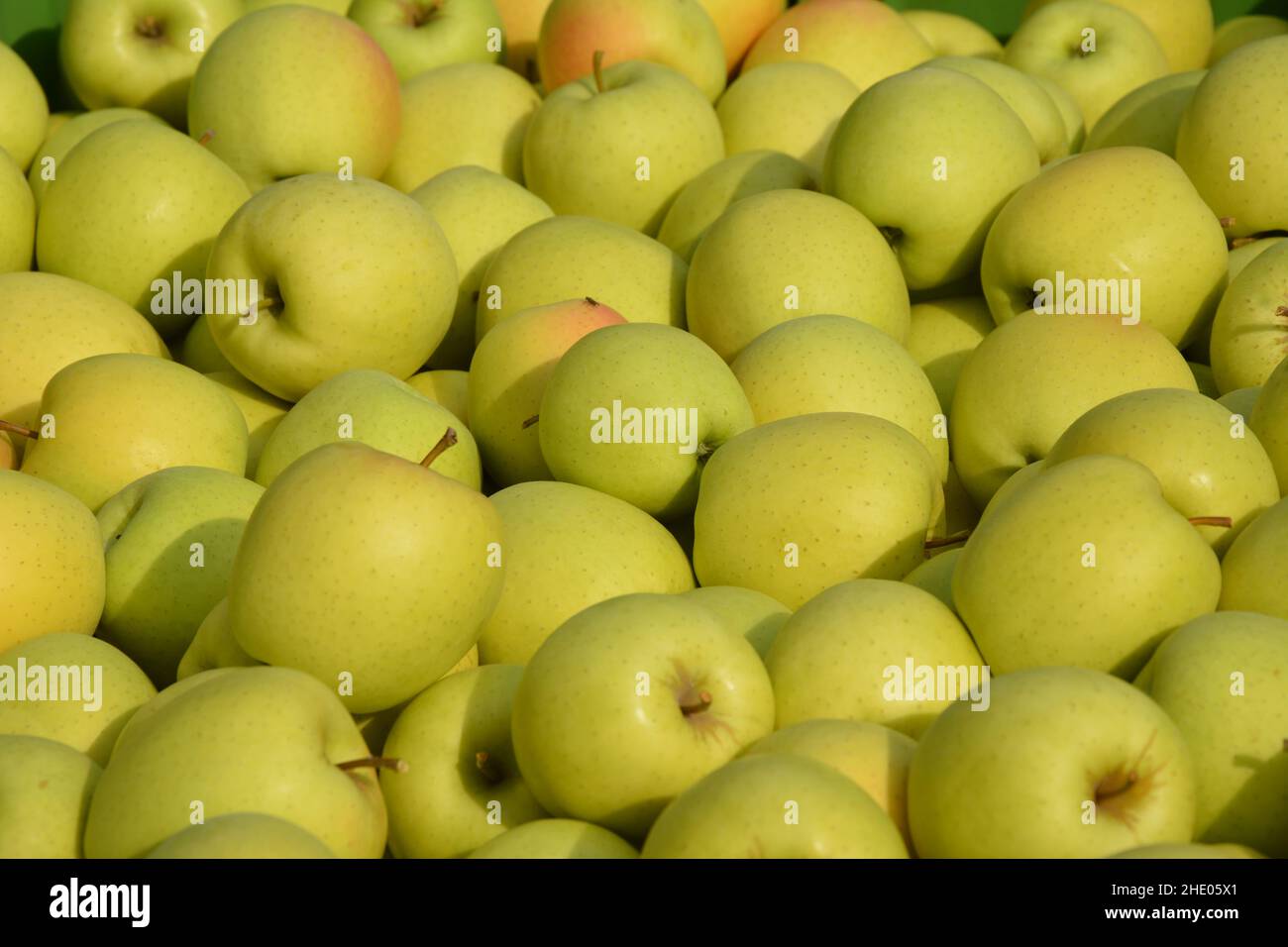 Golden Delicious apples harvested in large plastic boxes Stock Photo ...