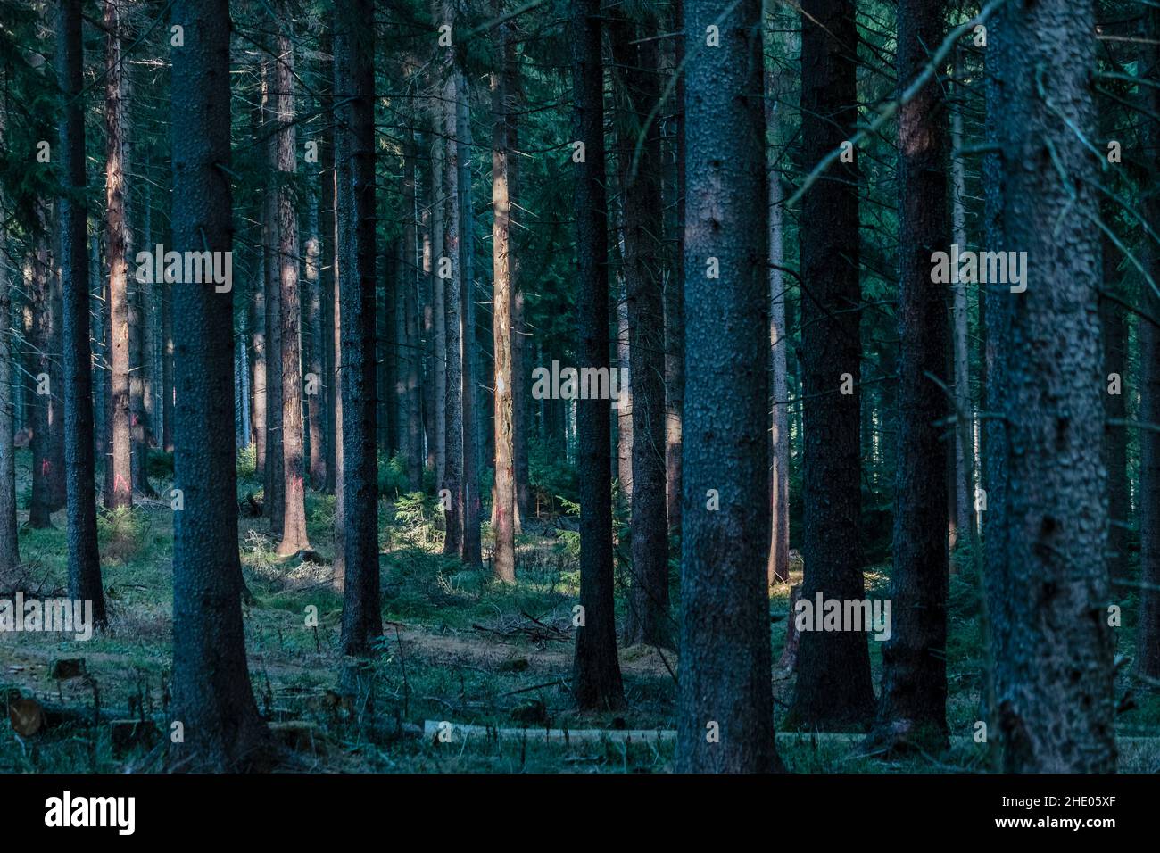 Row of old spruce trees Stock Photo - Alamy