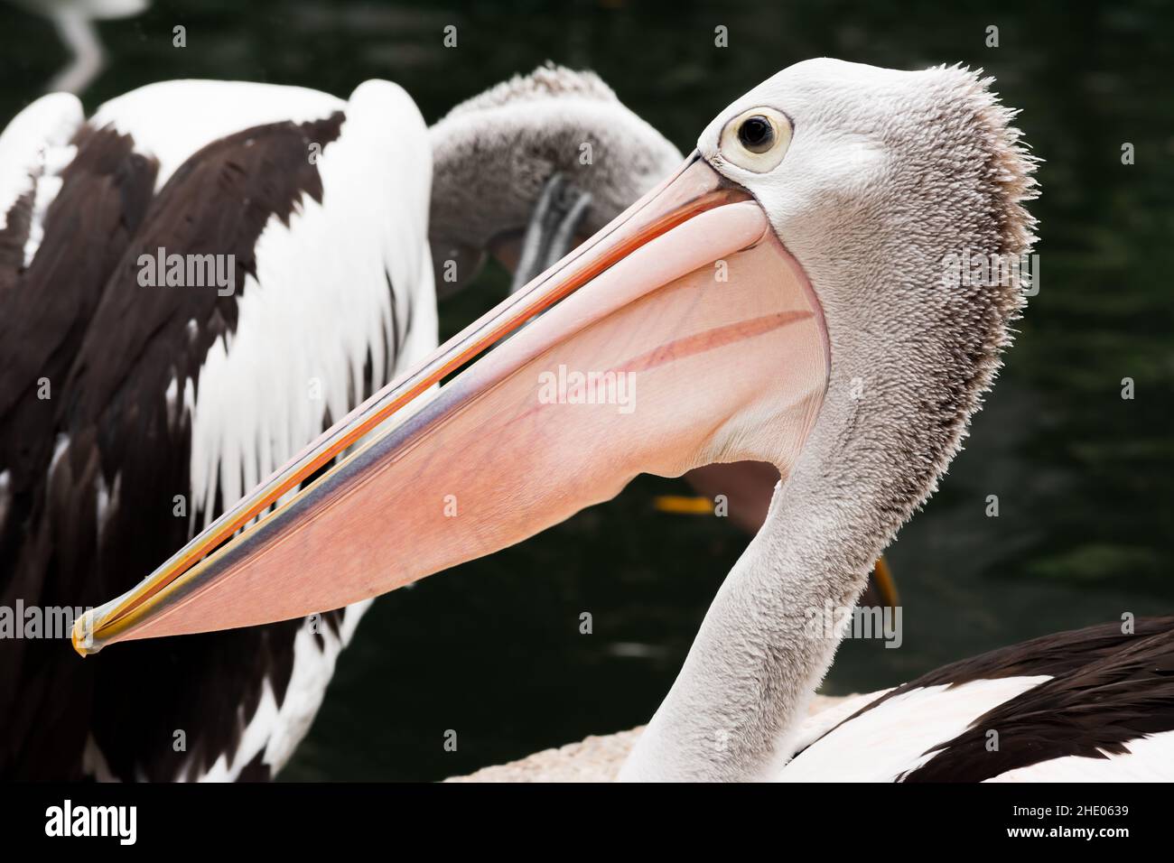 Pelican full view beak from left side, birds and nature Stock Photo - Alamy
