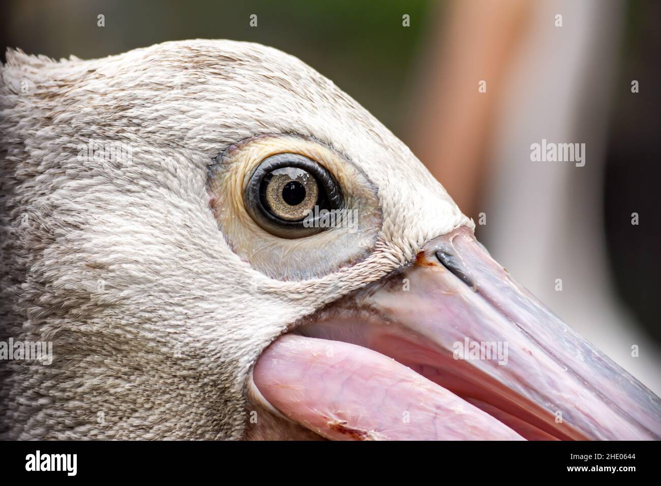 Pelican bird eye close-up Stock Photo - Alamy