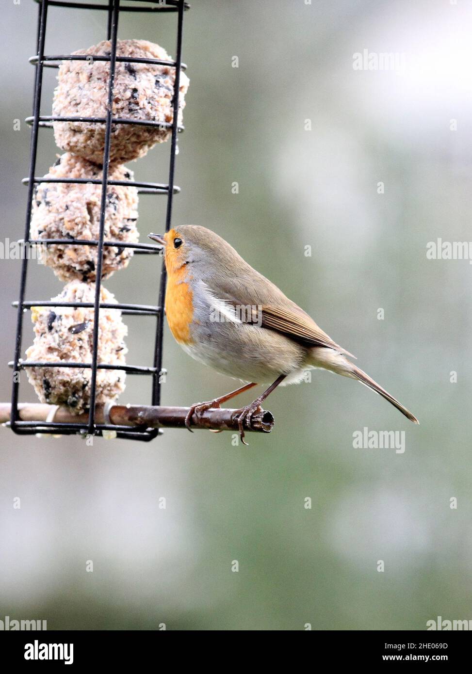Vertical shot of a European robin on a stick Stock Photo - Alamy
