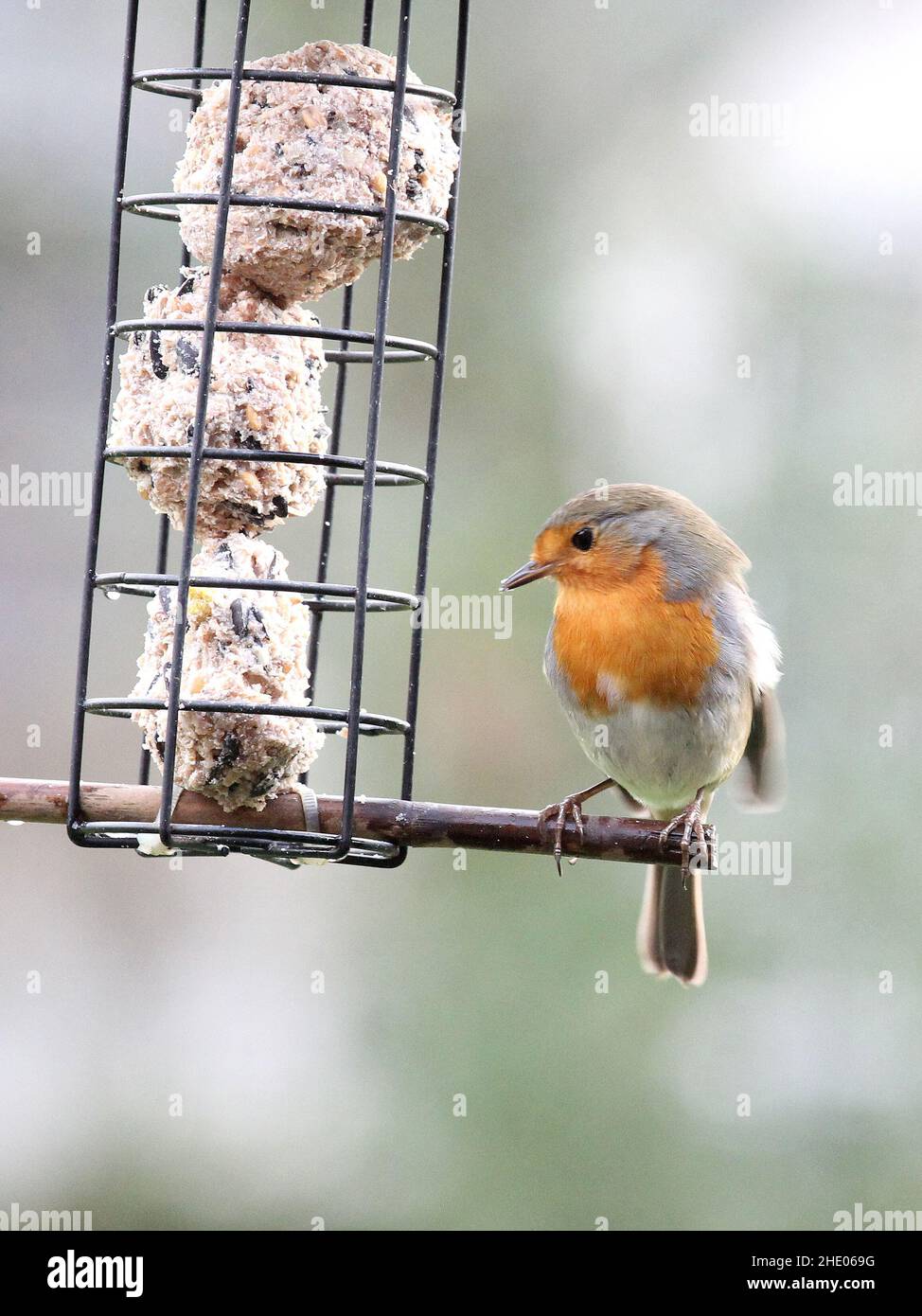 Robin berry beak hi-res stock photography and images - Alamy