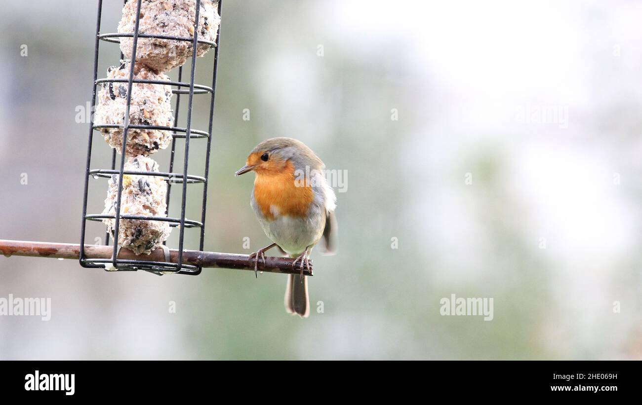 Close-up shot of a European robin on a stick Stock Photo - Alamy