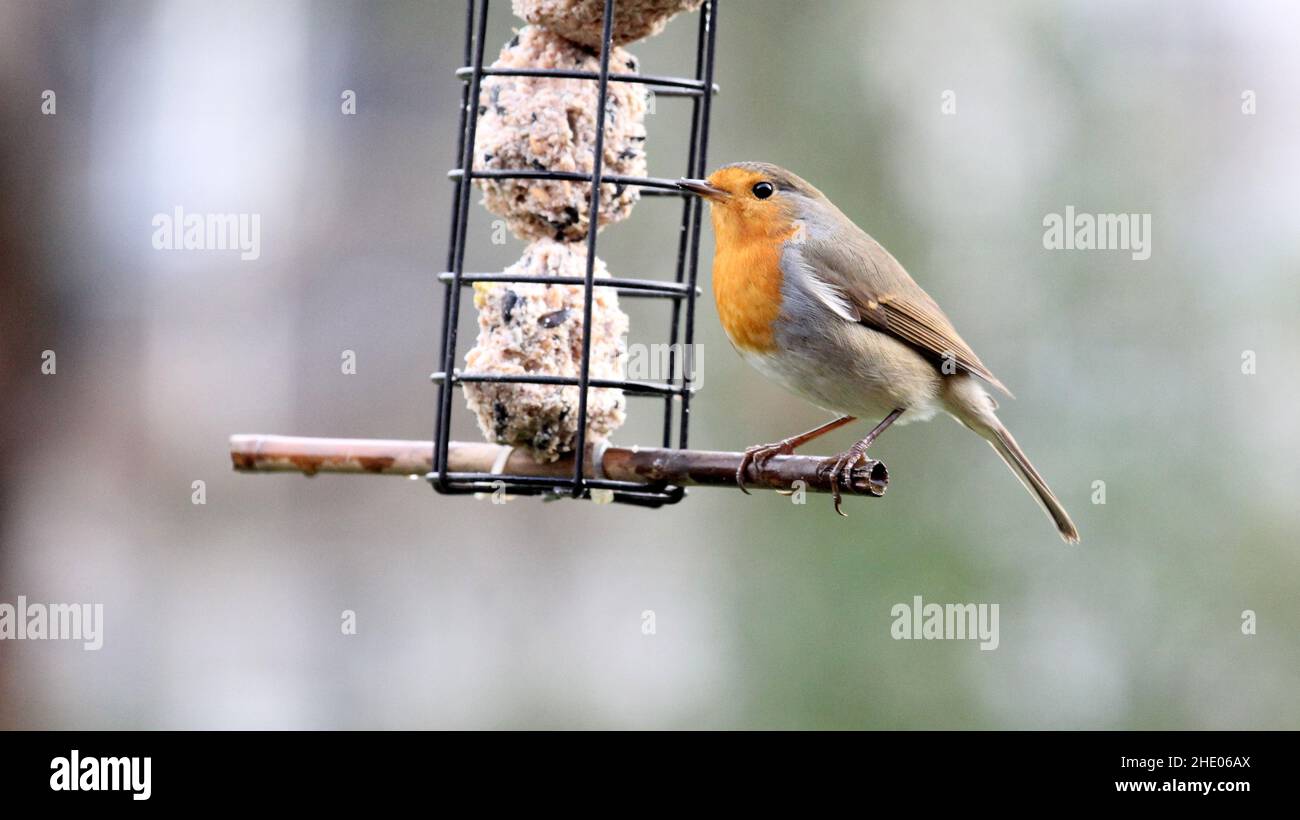 Close-up shot of a European robin on a stick Stock Photo - Alamy
