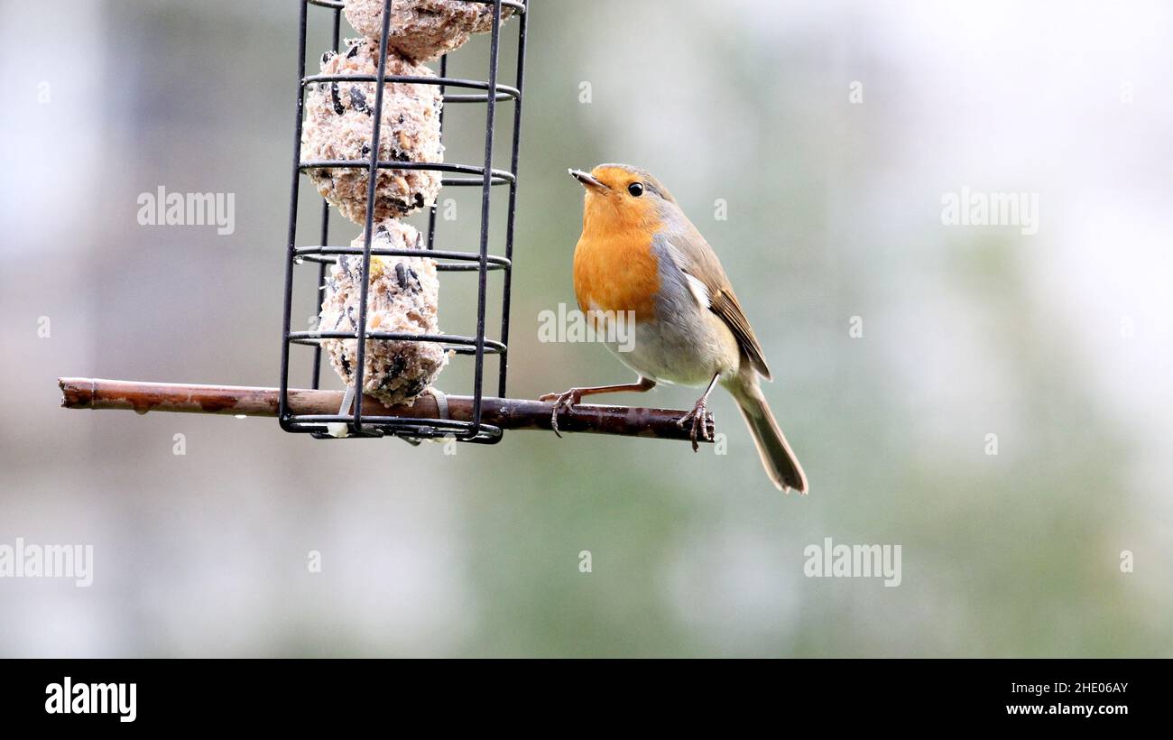 Close-up shot of a European robin on a stick Stock Photo - Alamy