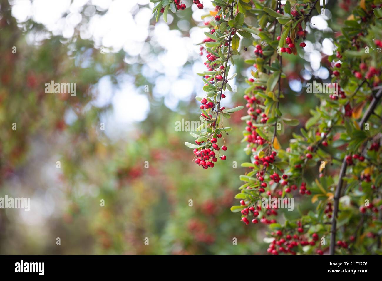 Rowen red berry tree hi-res stock photography and images - Alamy