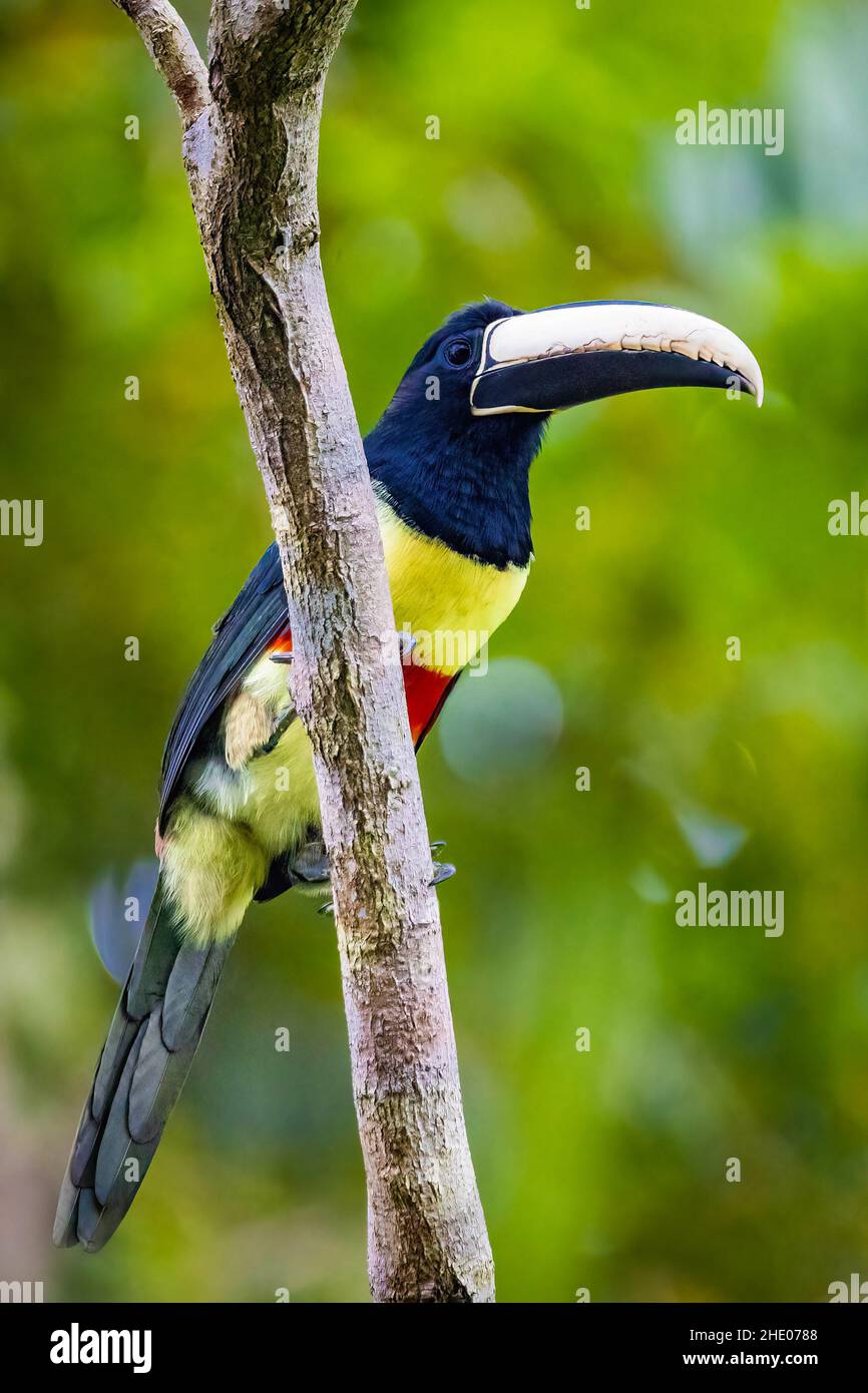 Green aracari wild toucan close up portrait in rainforest jungle Stock ...