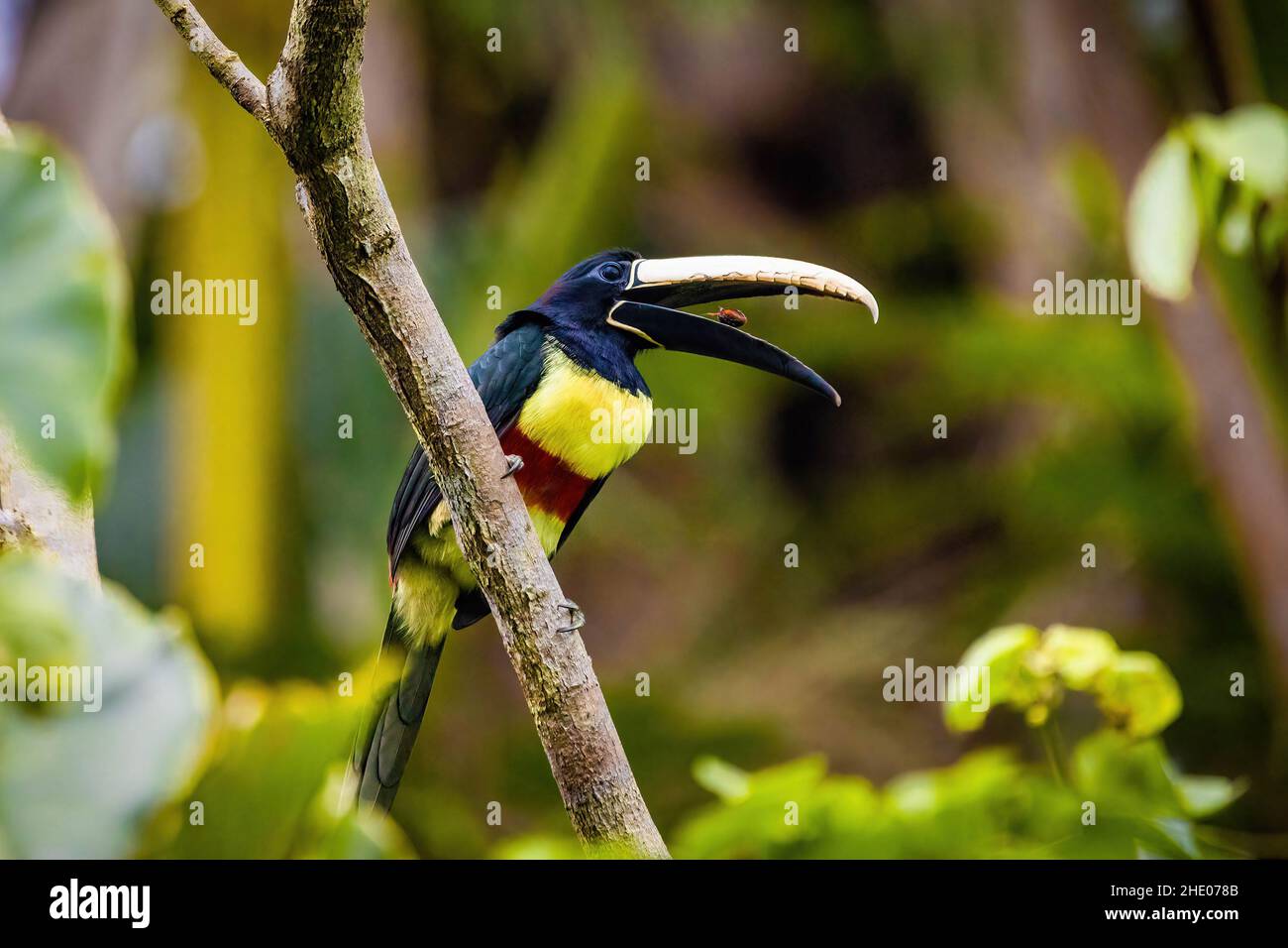 Green aracari eating wild toucan close up portrait in rainforest jungle ...