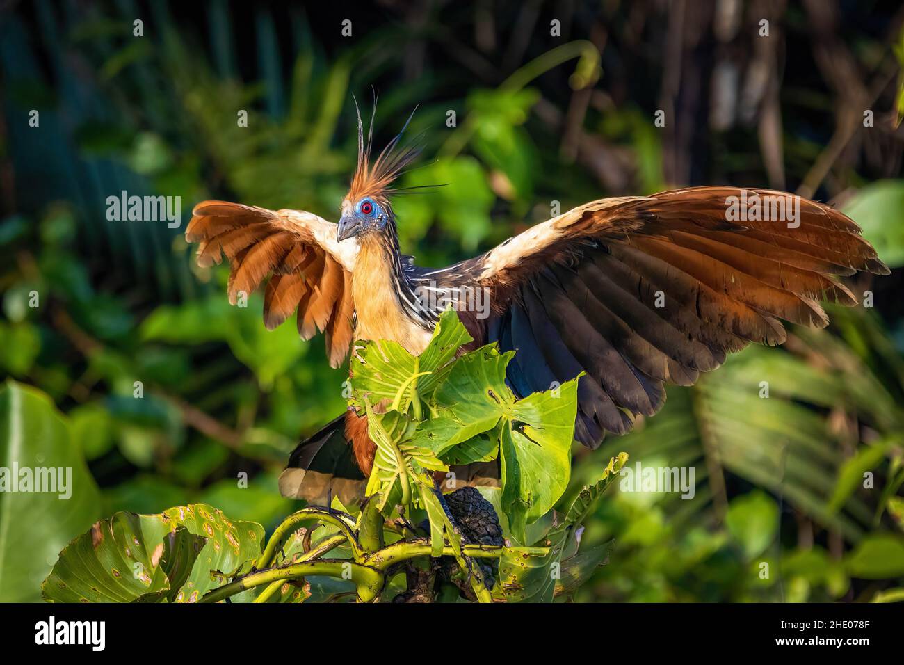 Hoatzin reptile bird close up portrait in rainforest jungle on tree ...