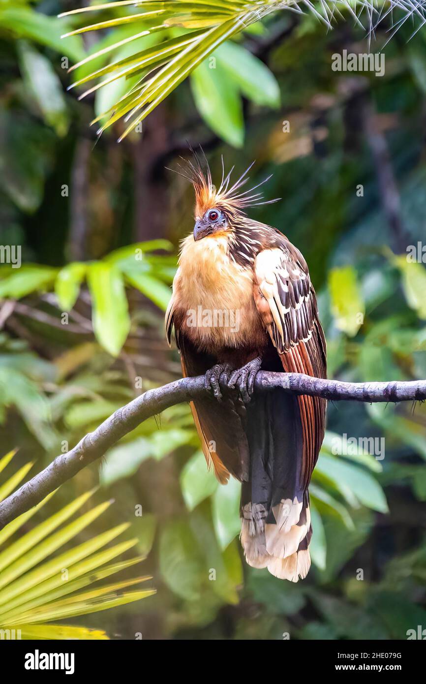 Hoatzin reptile bird close up portrait in rainforest jungle on tree ...