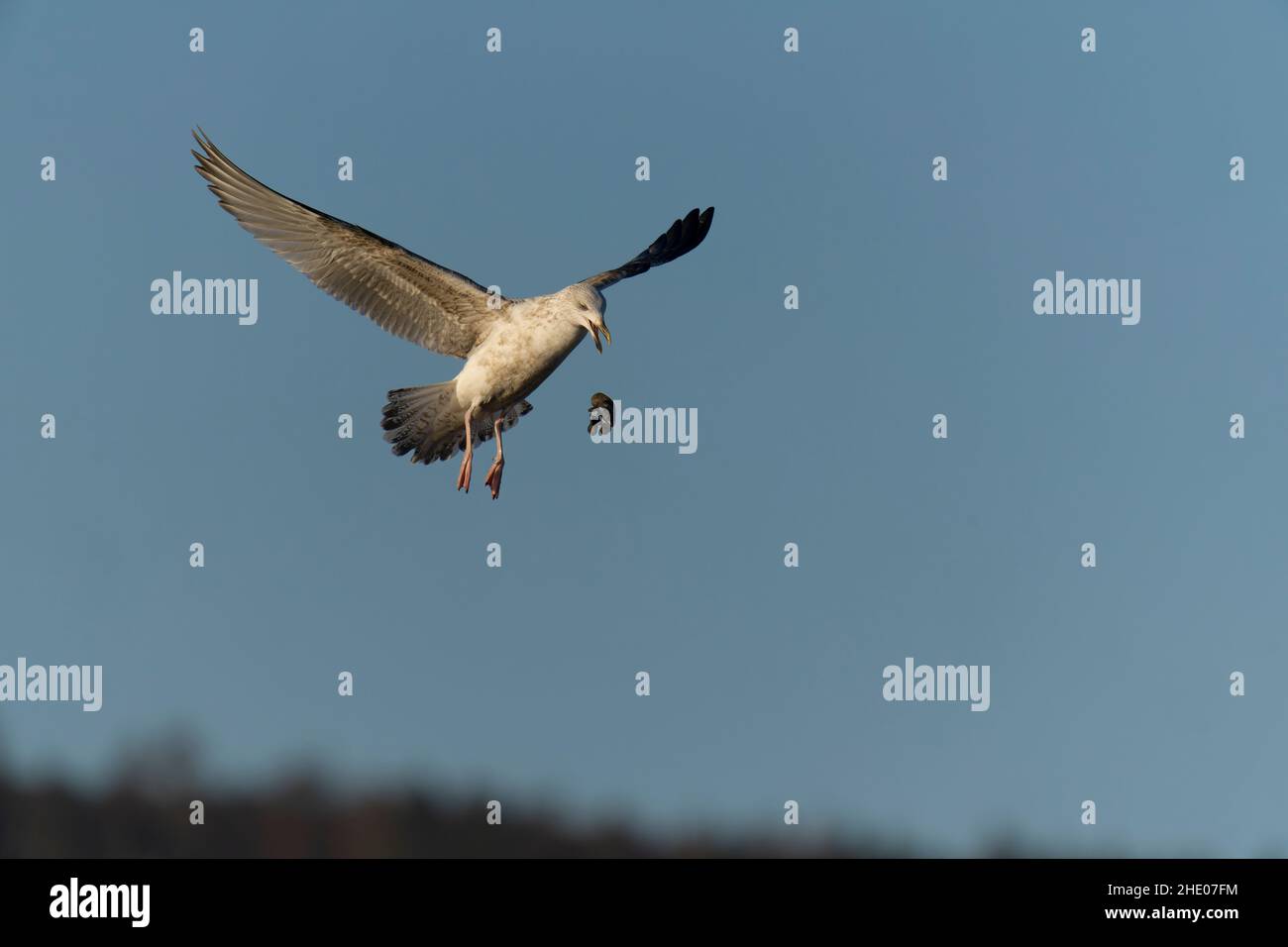 Herring gull, Larus argentatus, Young bird opening messels by dropping ...