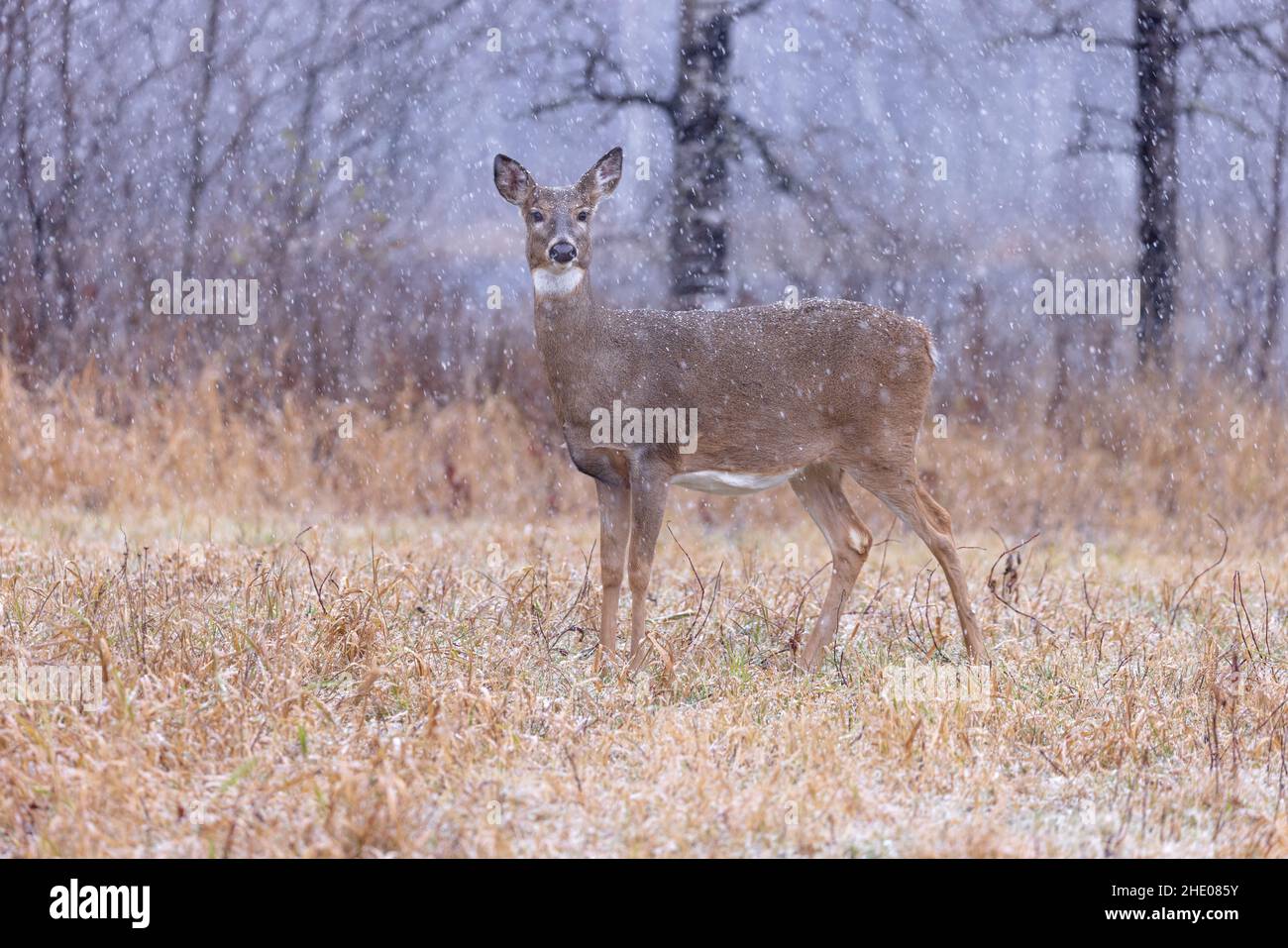 Snow falling on a white-tailed doe in northern Wisconsin Stock Photo ...