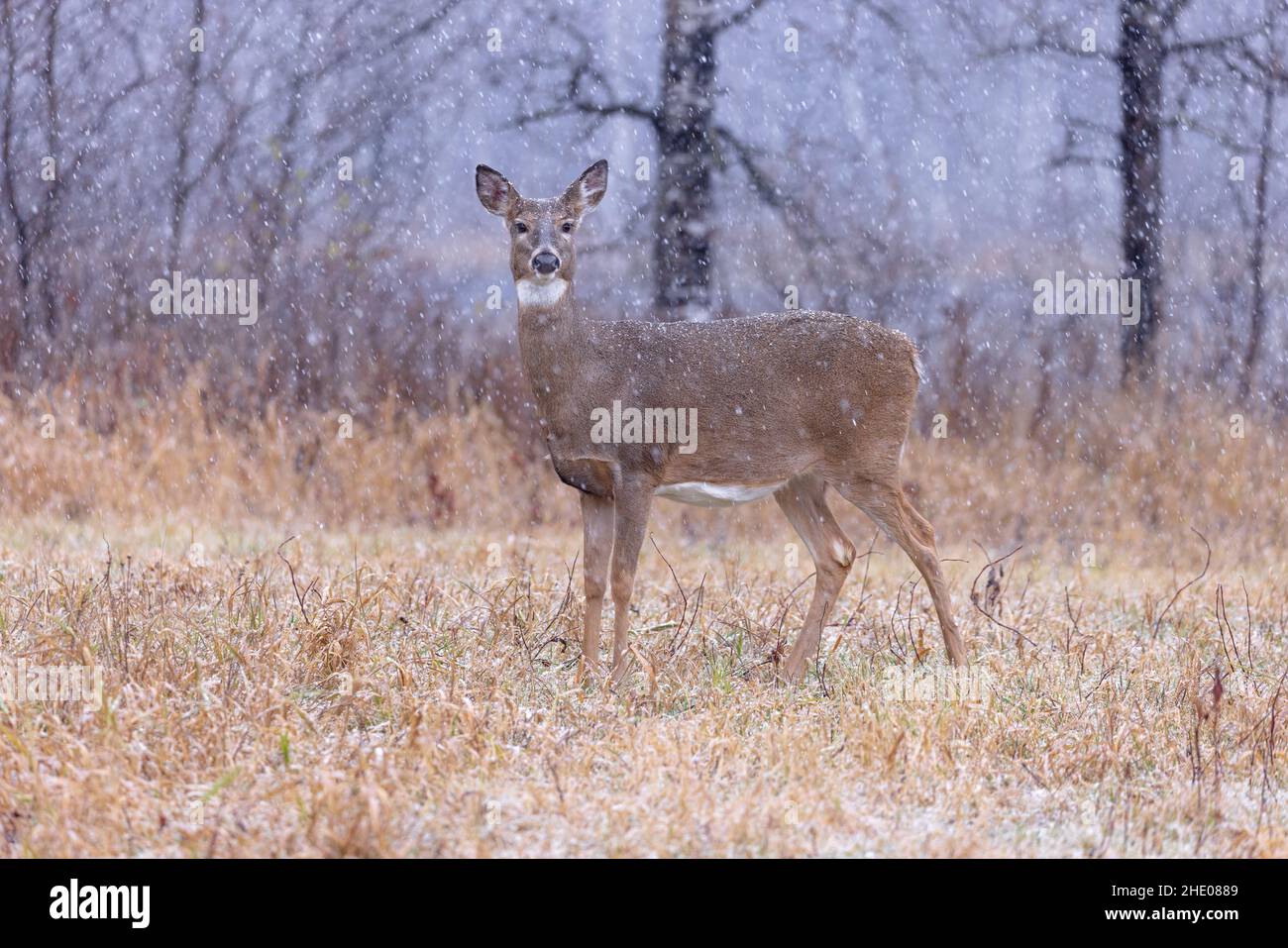Snow falling on a white-tailed doe in northern Wisconsin Stock Photo ...