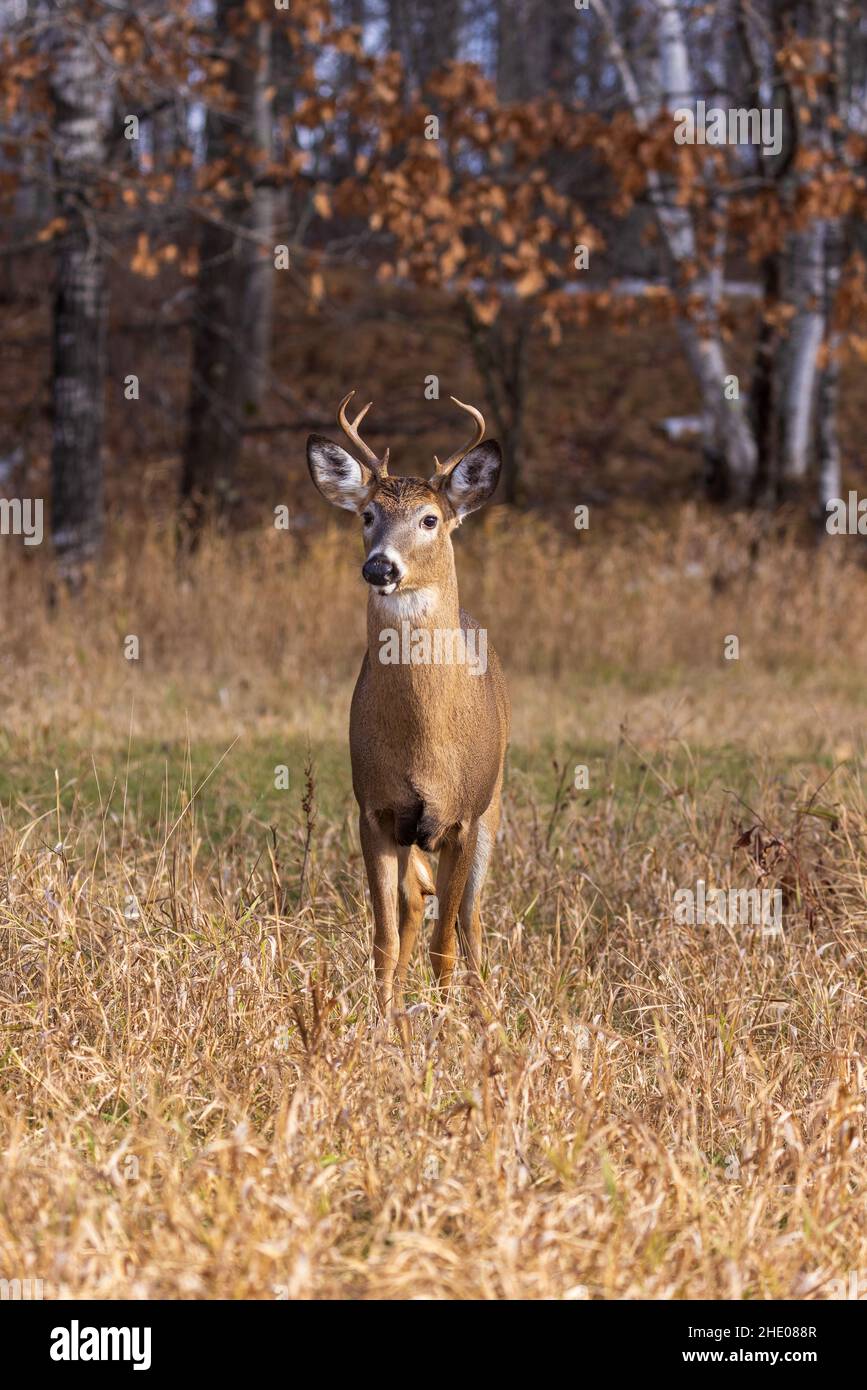 7 point buck hi-res stock photography and images - Alamy