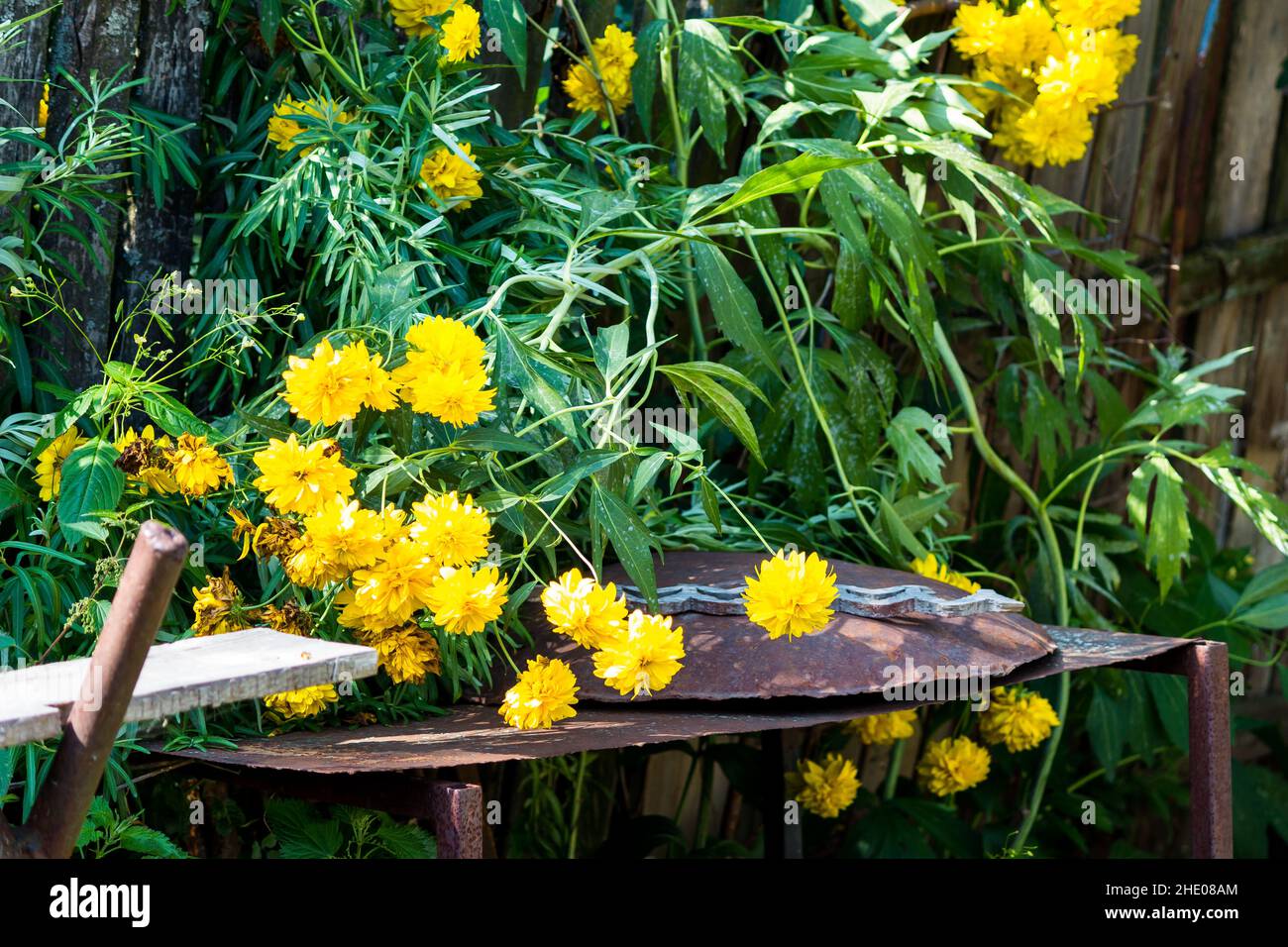 Fragment of a village plot with flowers by the fence and a rusty table ...