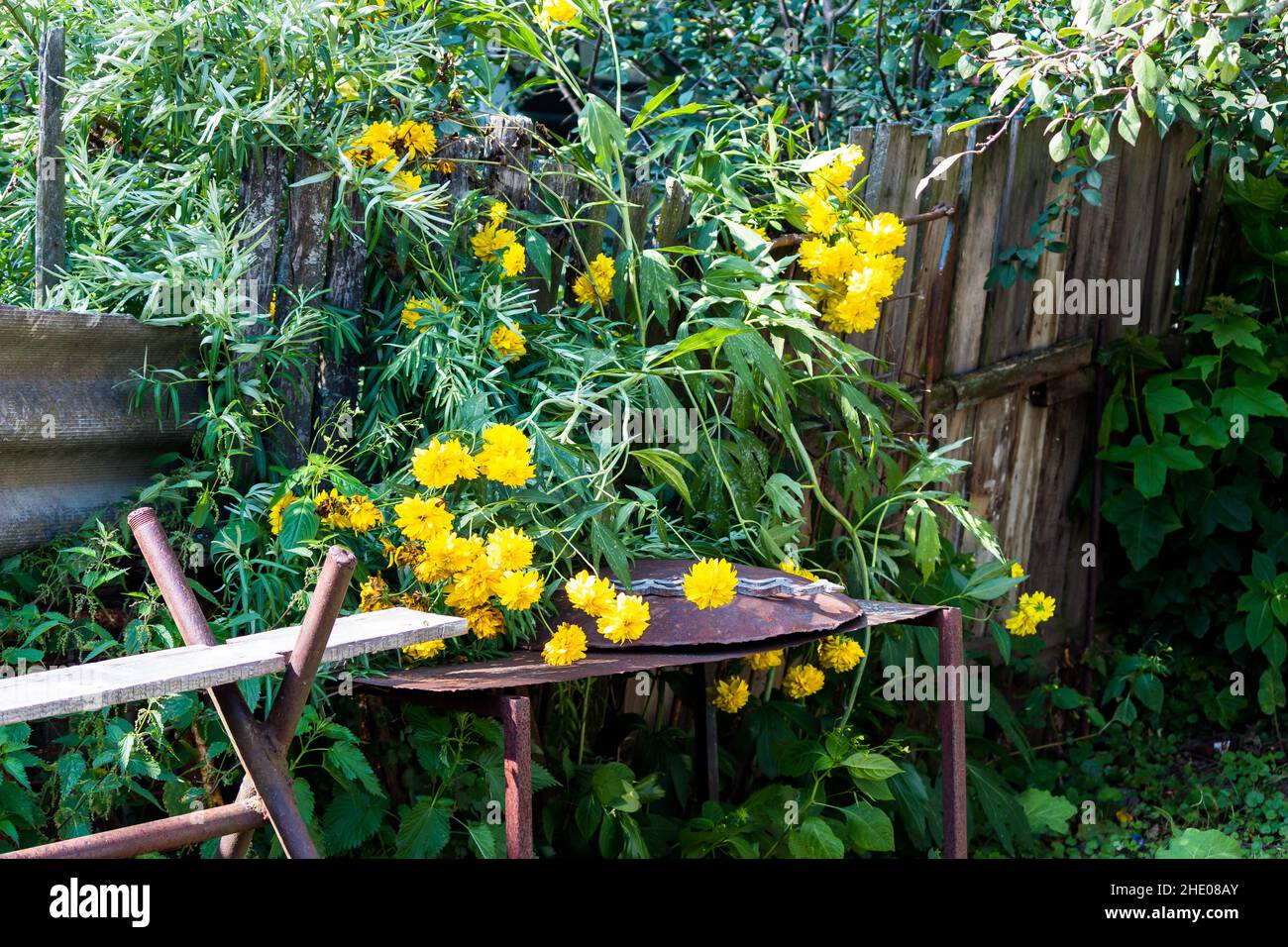 Fragment of a village plot with flowers by the fence and a rusty table ...
