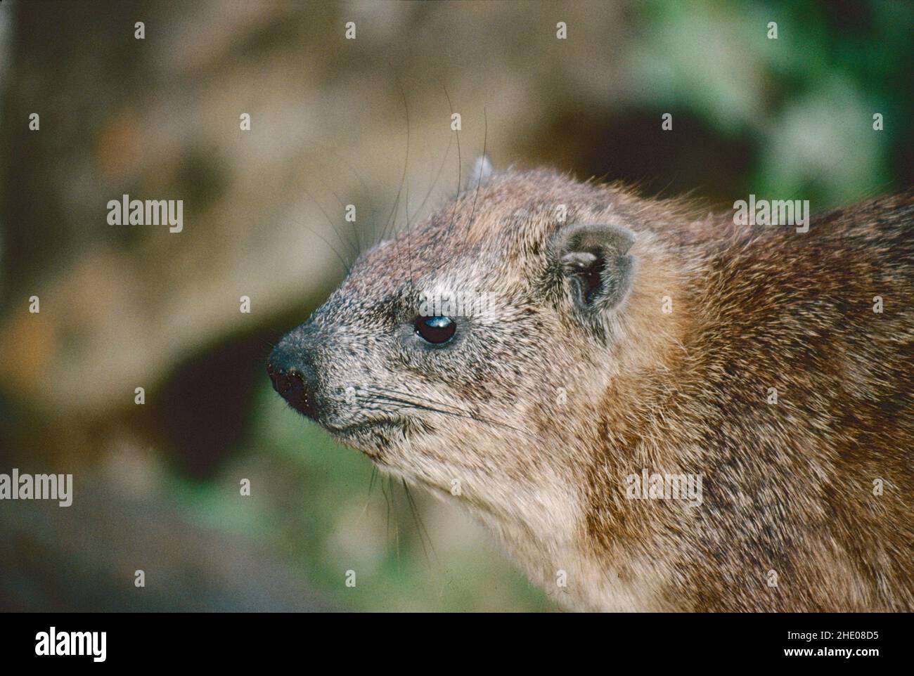 Procavia johnstoni hi-res stock photography and images - Alamy