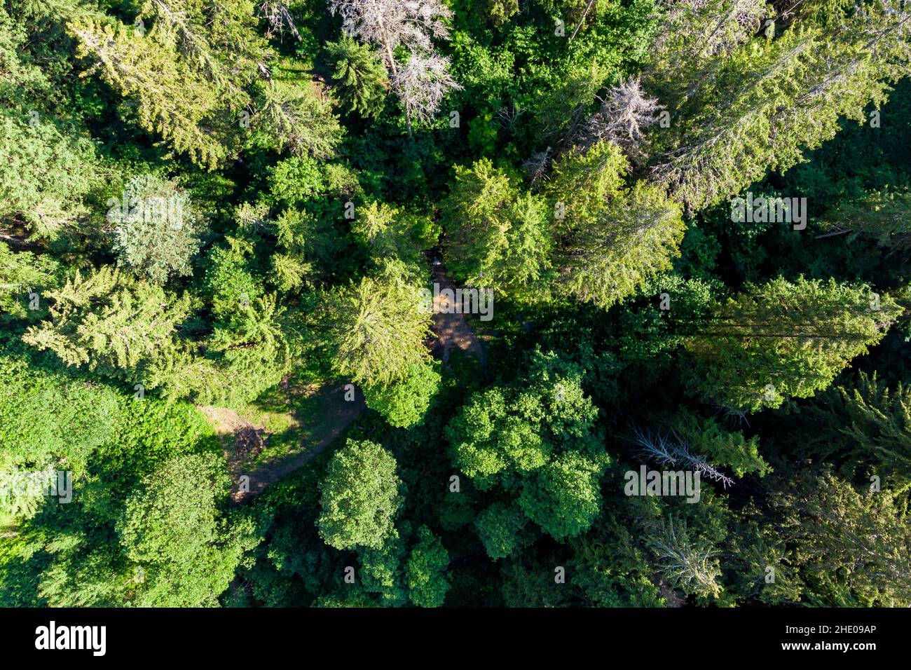 Tops of coniferous trees in a wild forest, aerial view in flight Stock ...