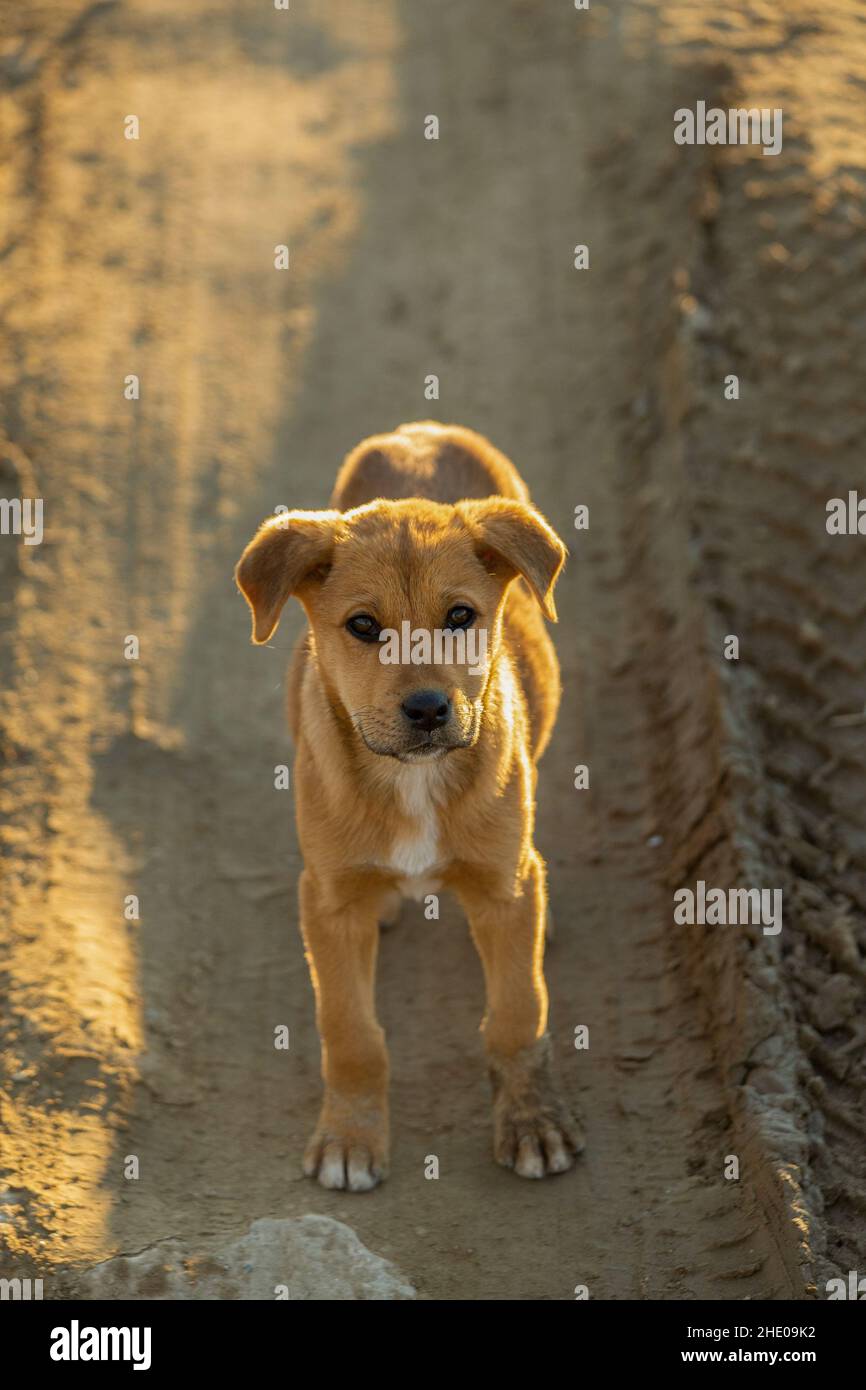 Homeless stray dogs on street hi-res stock photography and images - Alamy