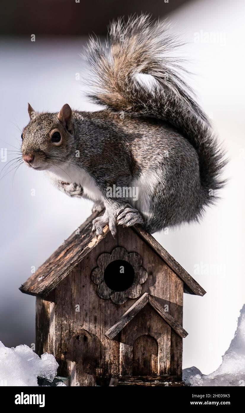 Suirrel poses for a picture on a bird house roof Stock Photo - Alamy