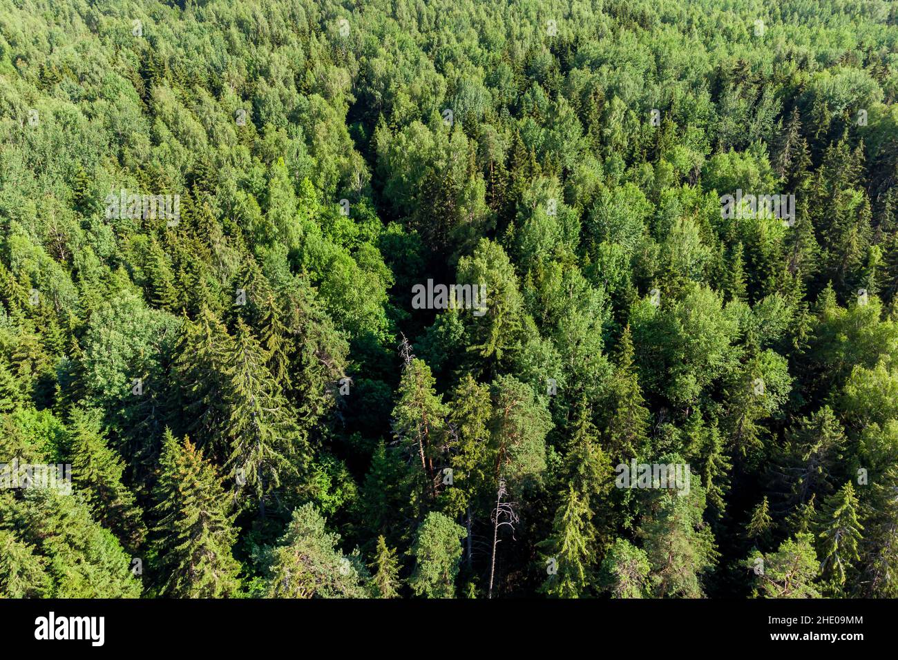 View of the mixed forest from a quadcopter in flight, wildlife ...