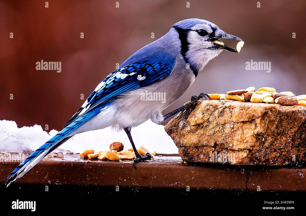 Blue jay flying hi-res stock photography and images - Alamy