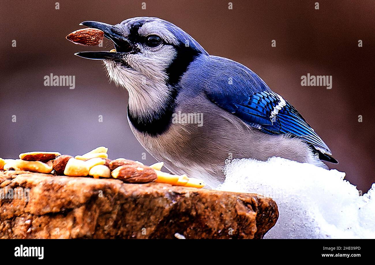 Bluejay eating peanuts hi-res stock photography and images - Alamy