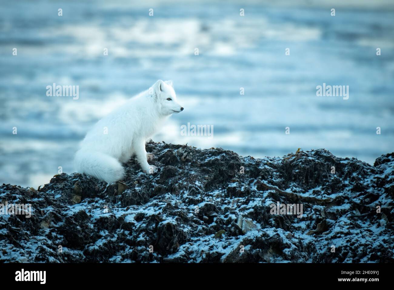 Arctic fox sits on rocks by water Stock Photo - Alamy