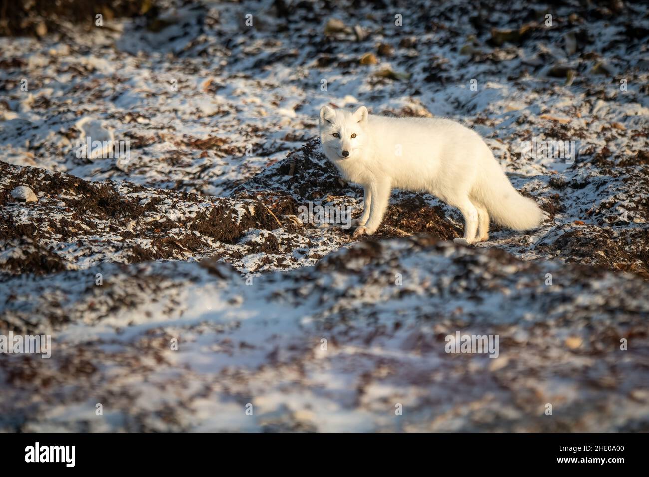 Arctic fox stands turning head on tundra Stock Photo - Alamy