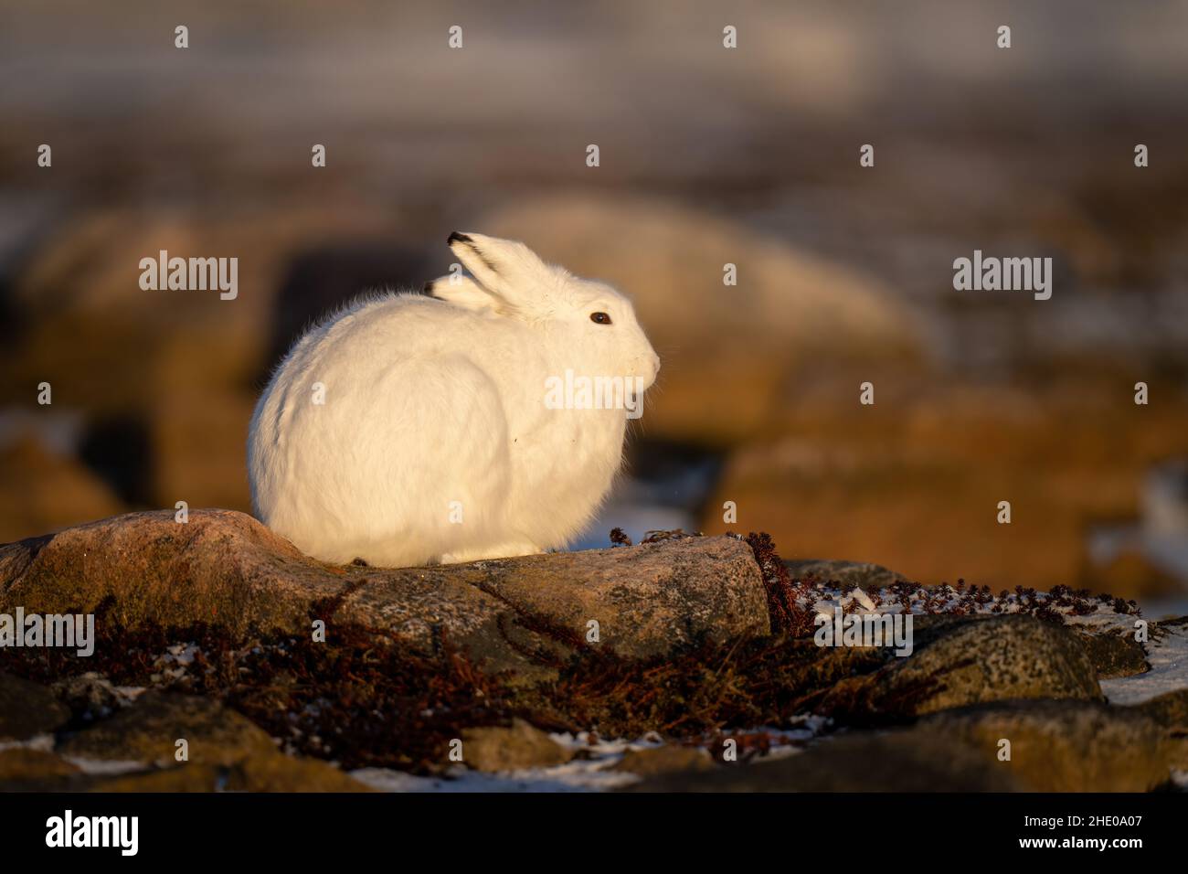 Arctic hare on rocky tundra in profile Stock Photo - Alamy