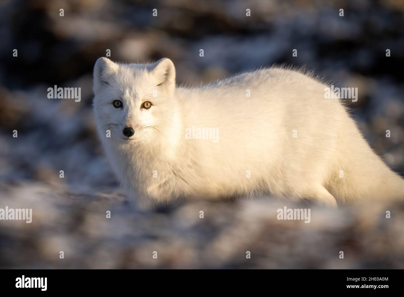 Close up arctic fox hi-res stock photography and images - Alamy