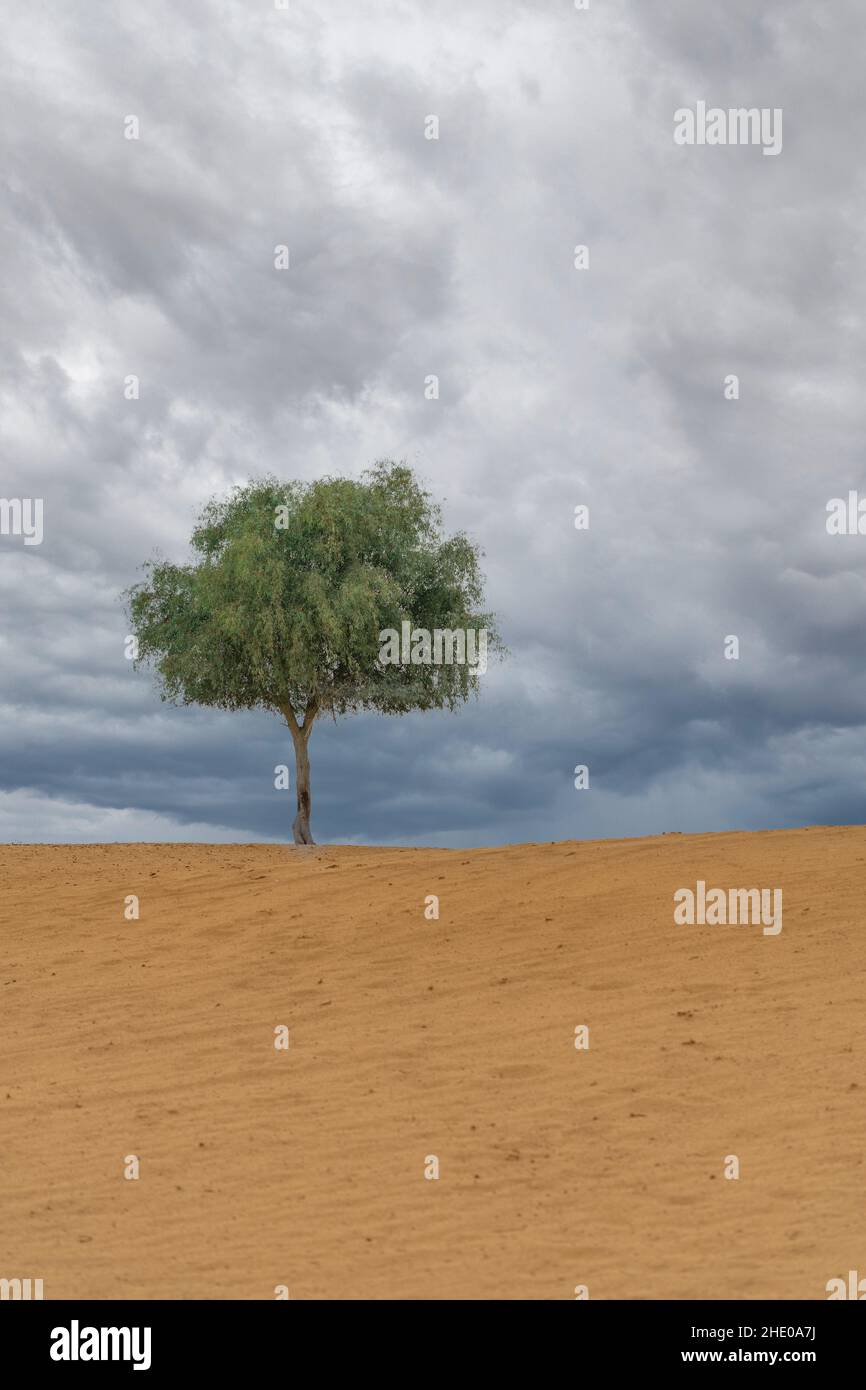 tree in cloudy day in Dubai desert Stock Photo - Alamy