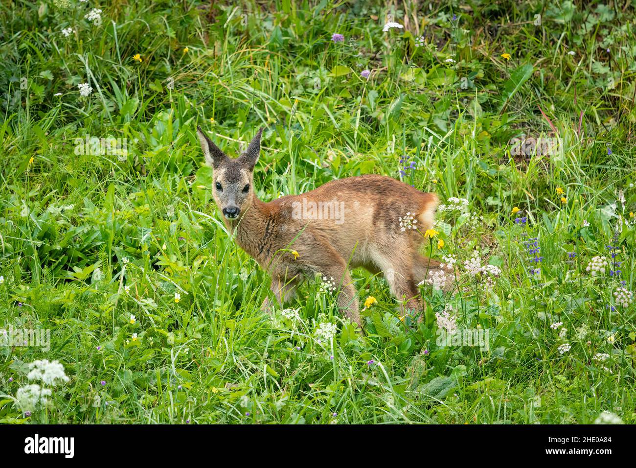 Roe dear hi-res stock photography and images - Alamy