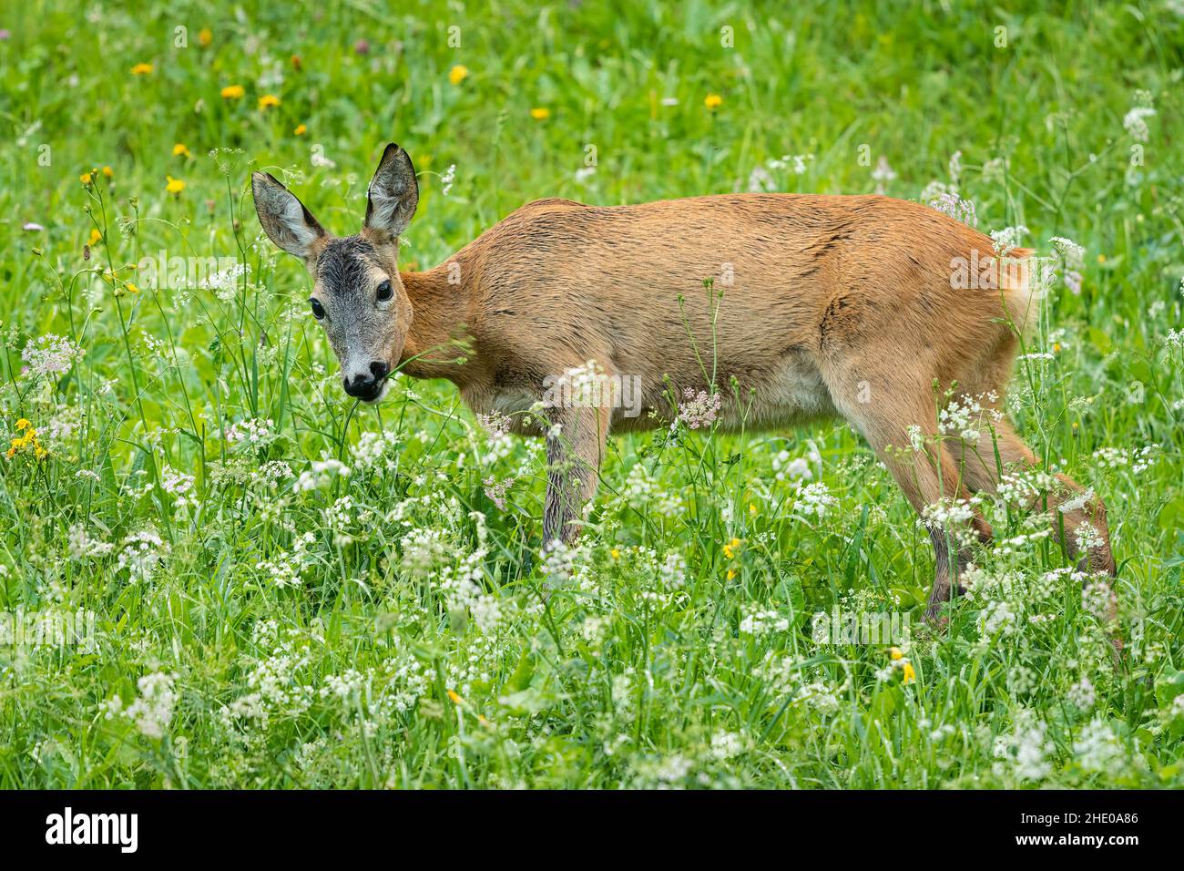 Roe dear hi-res stock photography and images - Alamy