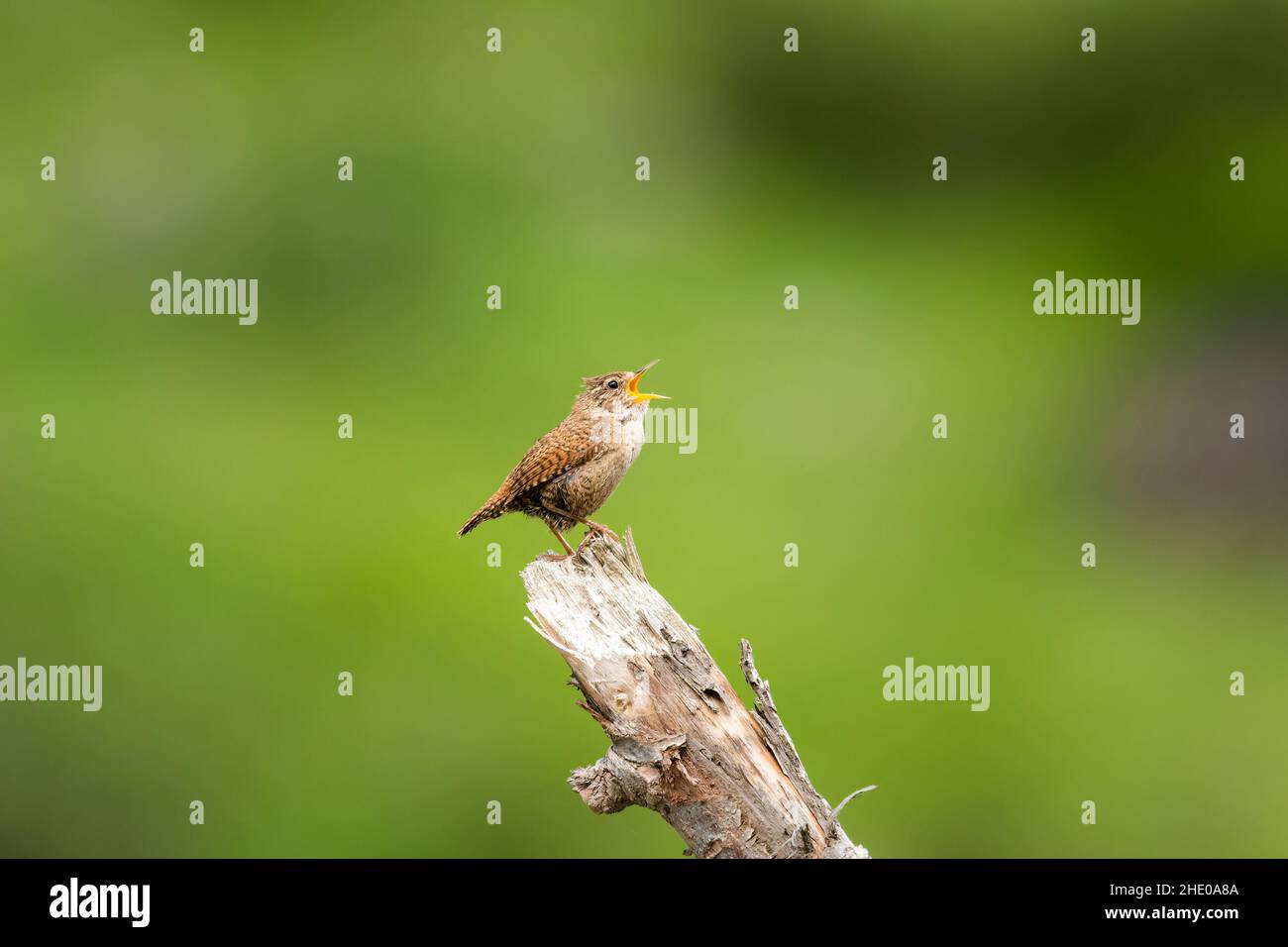 A Eurasian Wren sitting on a branch and singing, sunny day in summer in ...