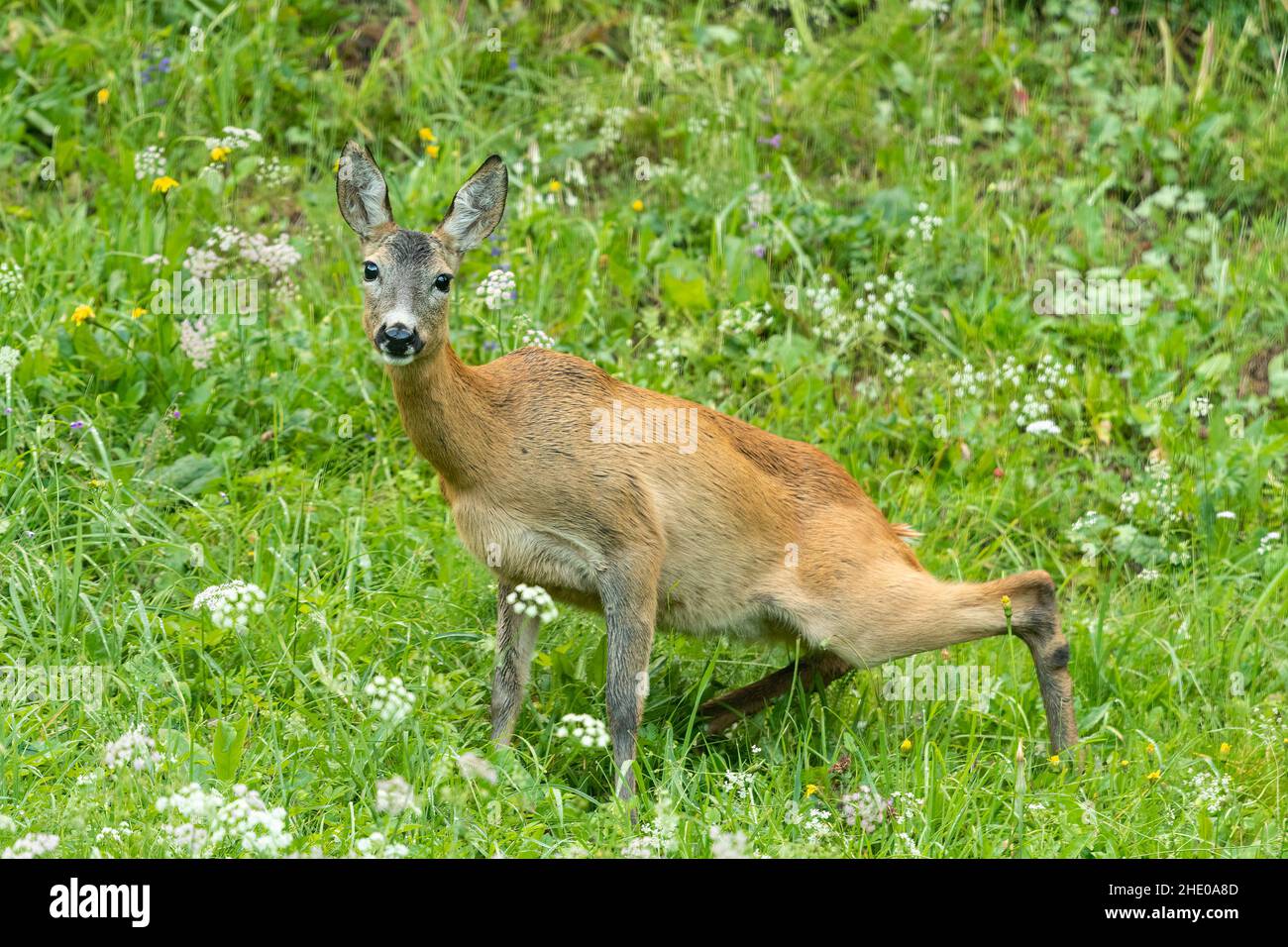 A female roe dear in a green meadow in the Austrian alps Stock Photo ...