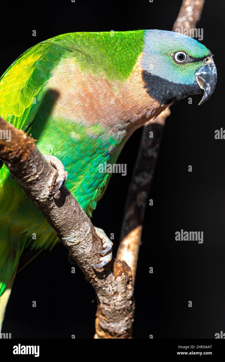 Portrait of a Red-breasted Parakeet (Psittacula alexandri Stock Photo ...