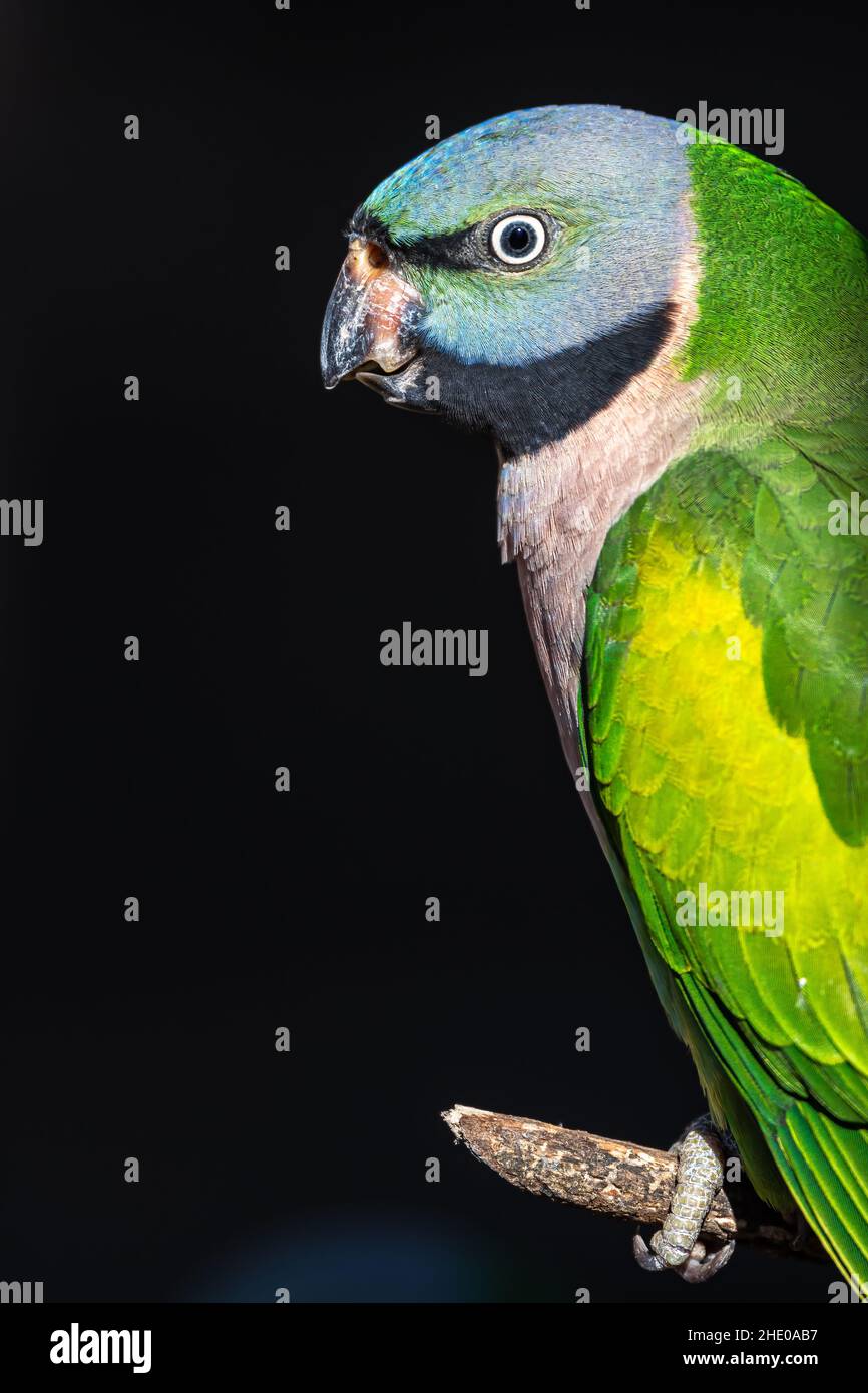 Portrait of a Red-breasted Parakeet (Psittacula alexandri Stock Photo ...