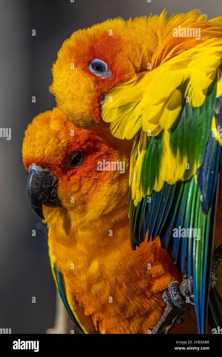 Sun Conures or Parakeets (Aratinga solstitialis) Cuddling Stock Photo ...