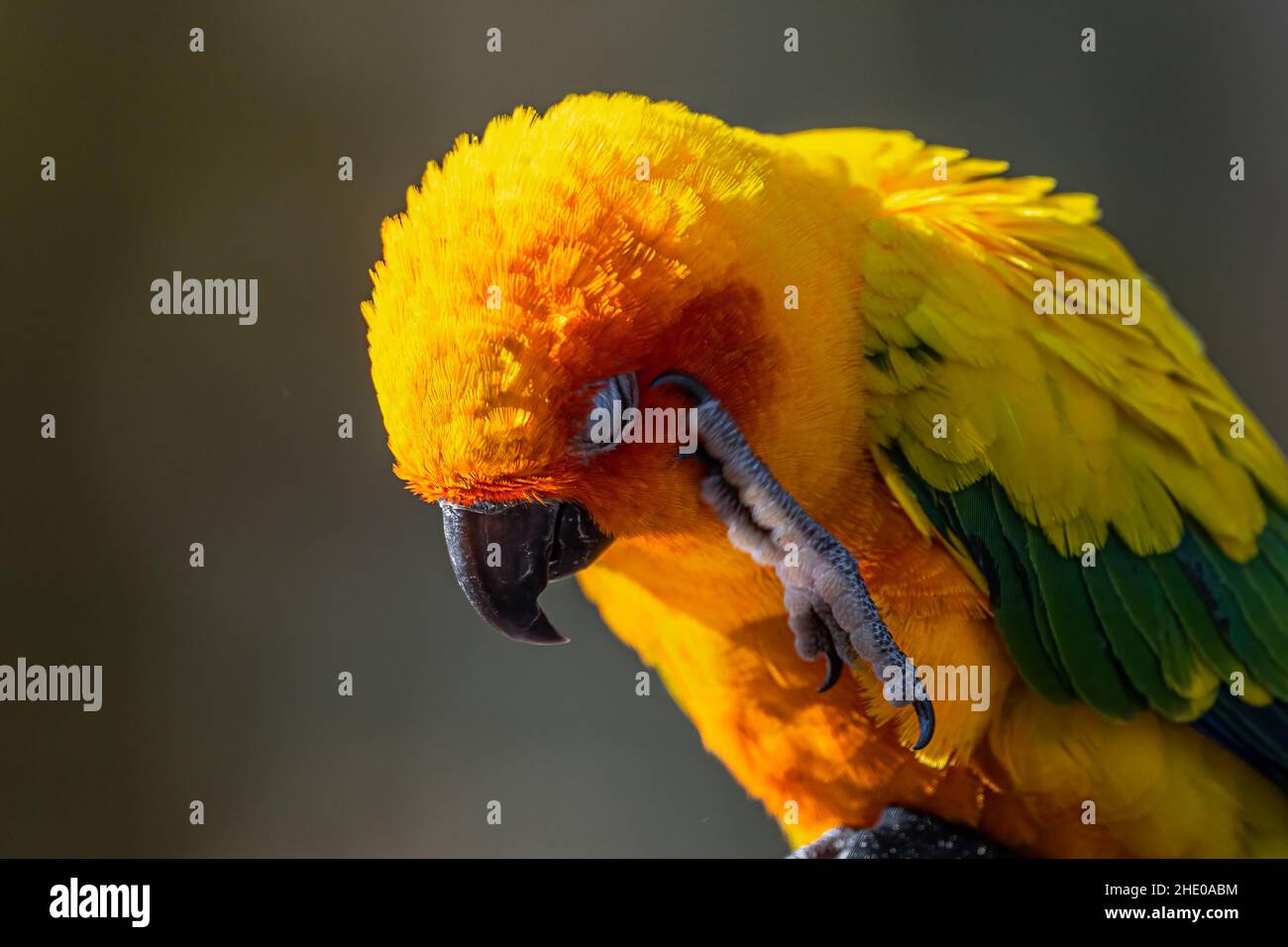 Portrait of a Sun Conure or Parakeet (Aratinga solstitialis Stock Photo ...